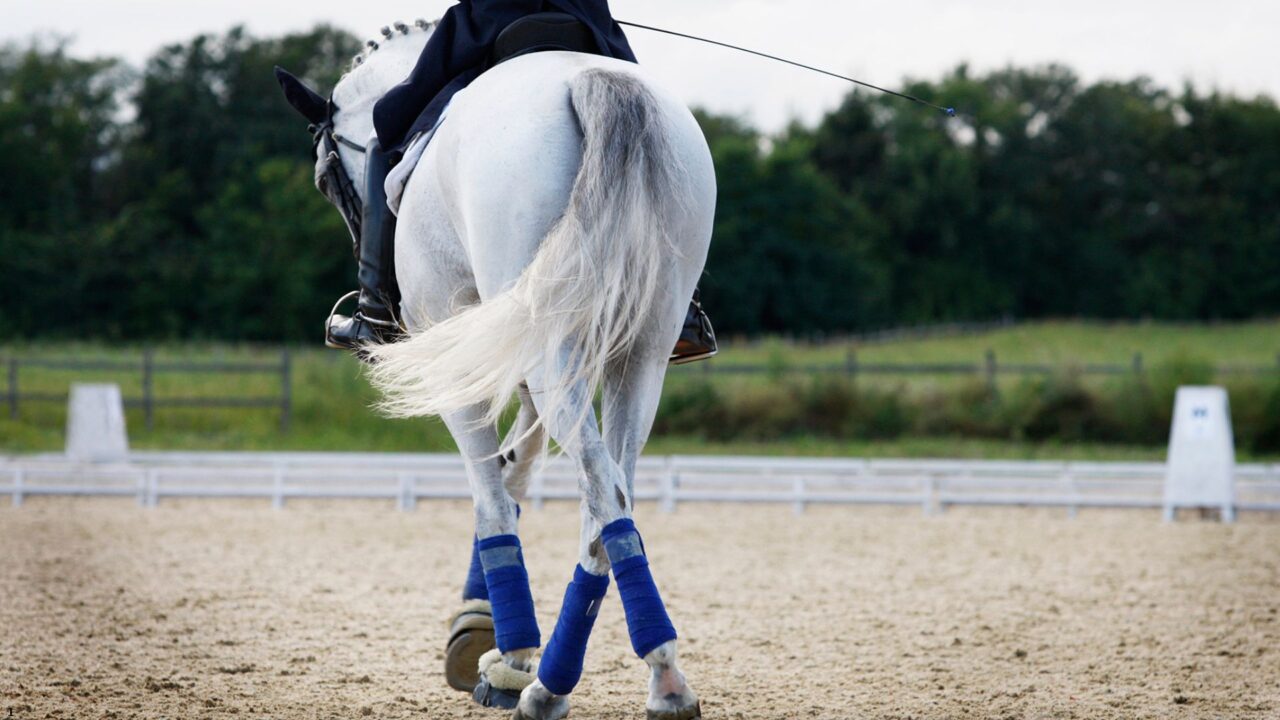 Best Dressage Horse Breeds: From Beginner To Grand Prix