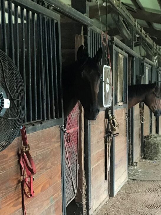 Horseshoes And Luck: Separating Fact From Folklore