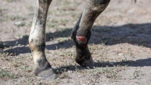 Proud Flesh In Horses: Treating Equine Wounds Successfully