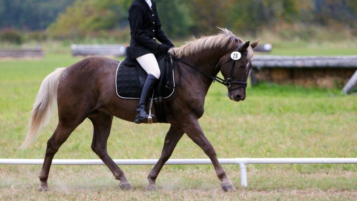 Rare Horse Colors: Guide To Cremello & 7 More