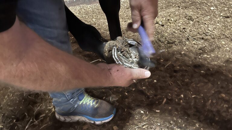 5 Common Foot Problems In Horses: Symptoms, And Treatments