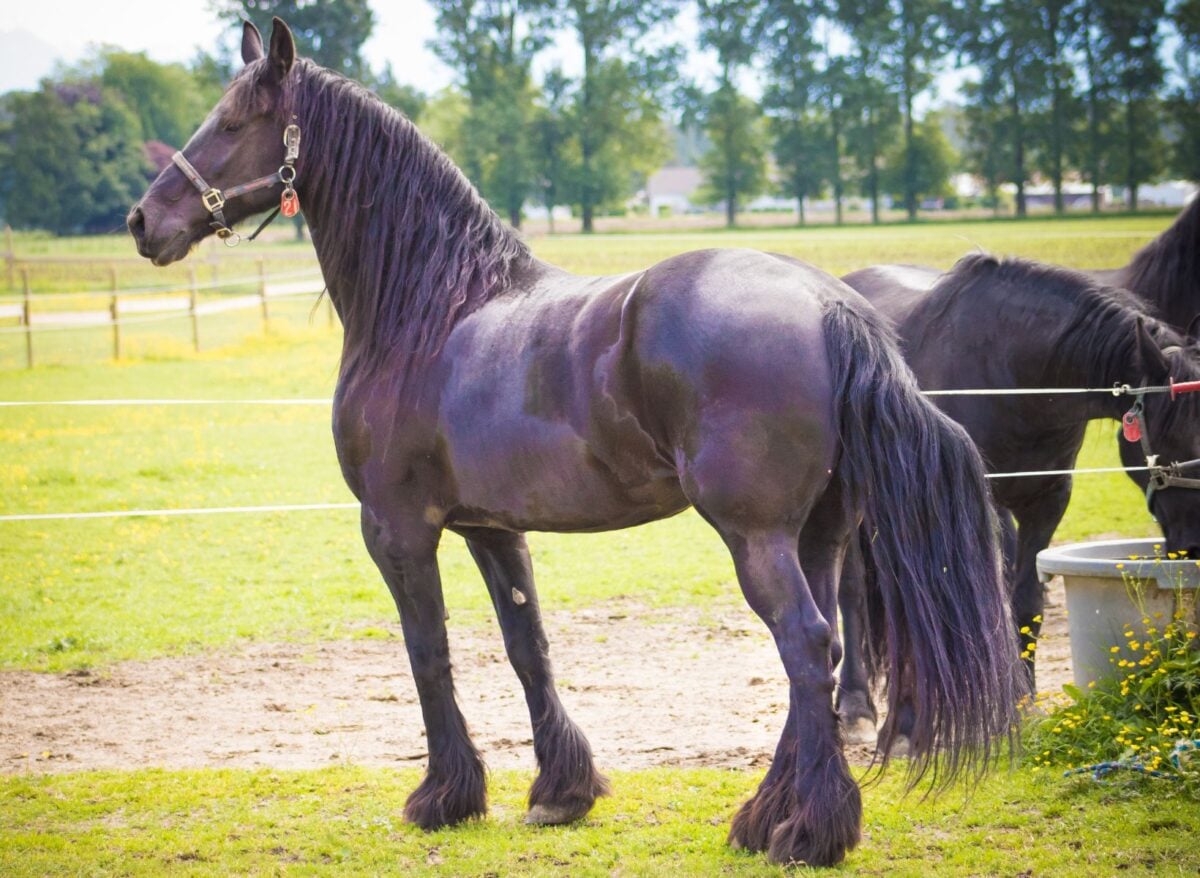 Discover The Different Types Of Friesian Horses: An Overview