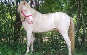 Perlino Horse Color And Breeds: A Guide With Pictures