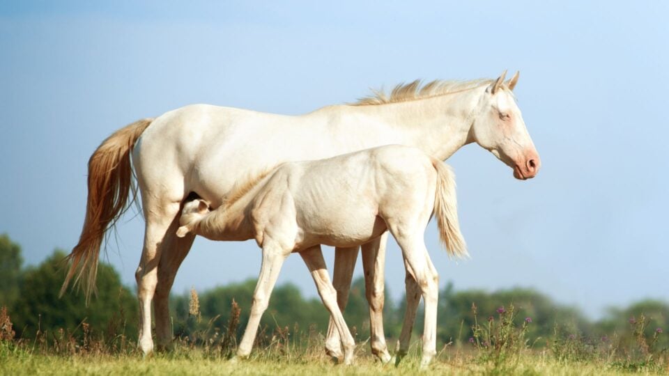 Perlino Horse Color And Breeds: A Guide With Pictures