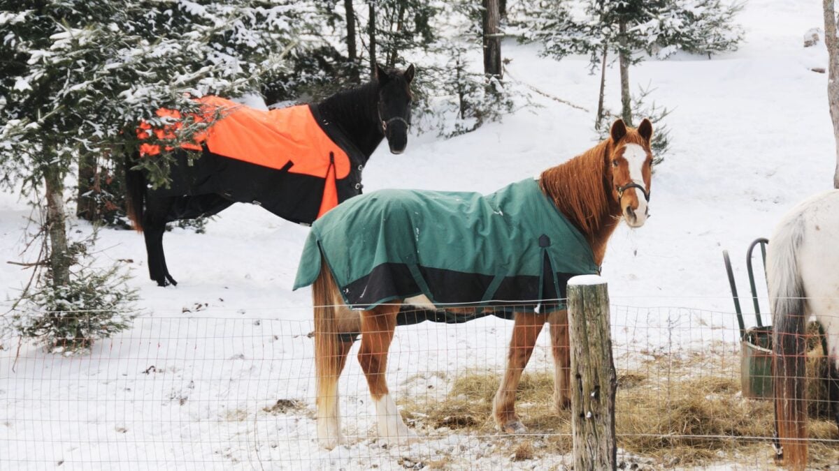 Winter Horse Care: Keeping Your Equine Partner Thriving