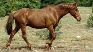 Horses Of Ancient Rome: A Ride Through History
