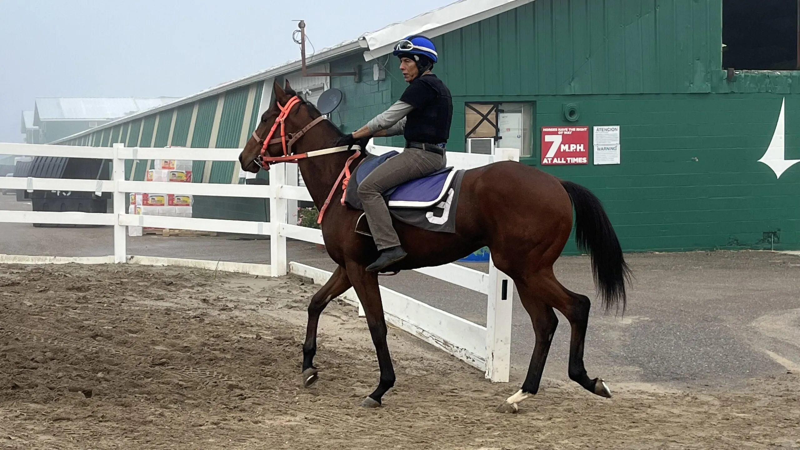 Horse Colors And Their Meanings: The Dream Palette