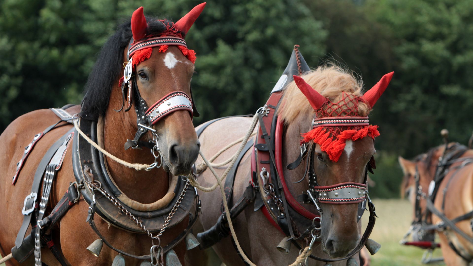 Draft Horses: Their Many Uses And Enduring Legacy