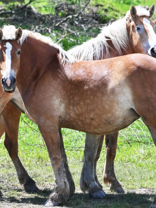5 Common Foot Problems In Horses: Symptoms, And Treatments