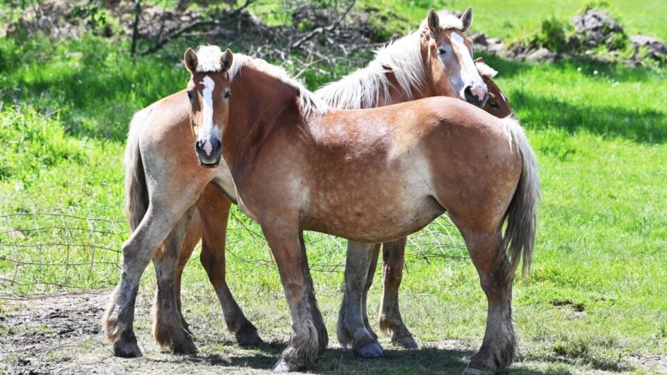 Draft Horses: Their Many Uses And Enduring Legacy