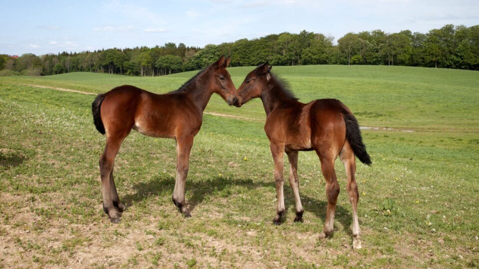 Understanding Foals (Baby Horses): A Development Guide