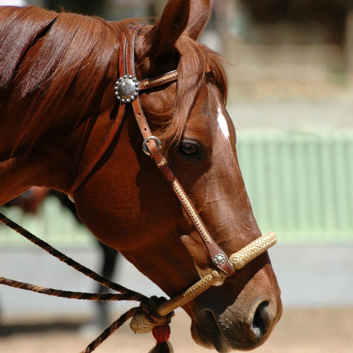 Bridle Horses: The Ultimate Equestrian Partner