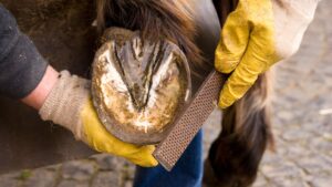 5 Common Foot Problems In Horses: Symptoms, And Treatments