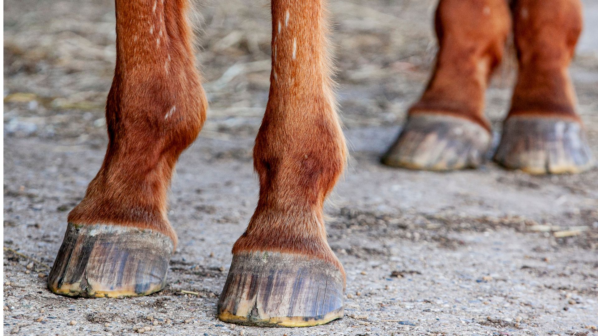 5 Common Foot Problems In Horses: Symptoms, And Treatments