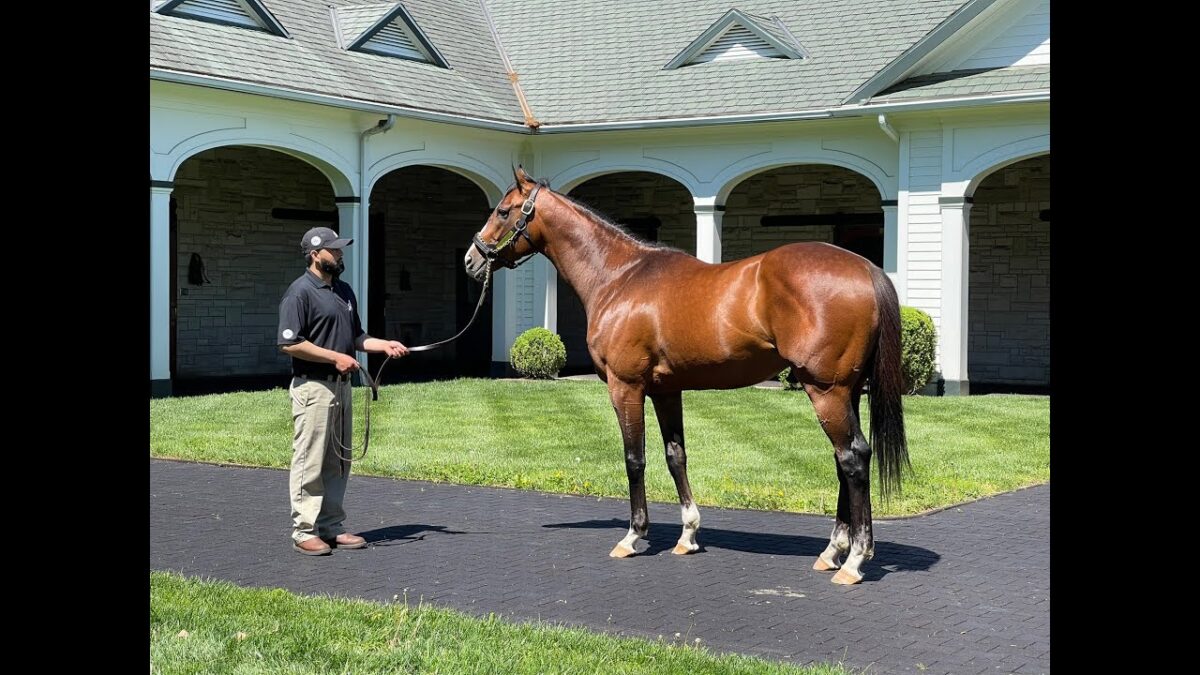 The Legacy Of Racehorse Studs: Champion Sires Explored
