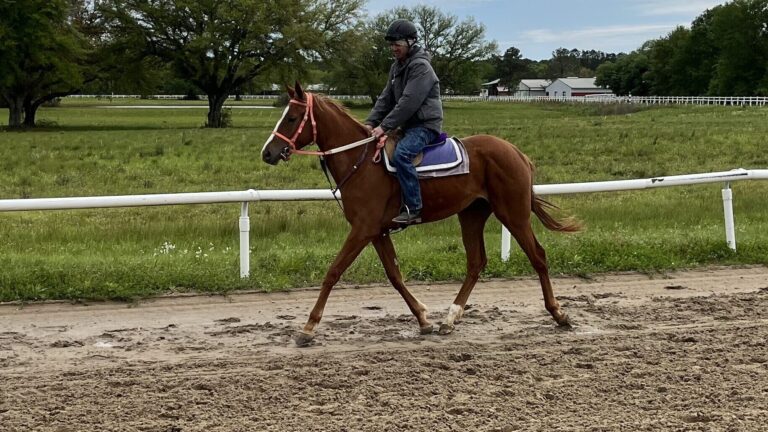 Horse Breeding For Beginners: What You Need To Know