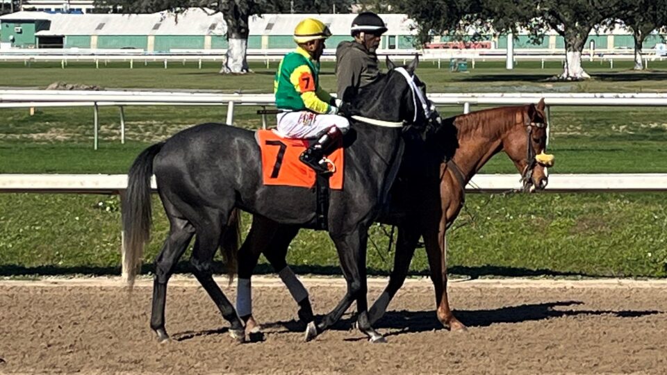 Why Is The Thoroughbred Breed Preferred For Horse Racing?