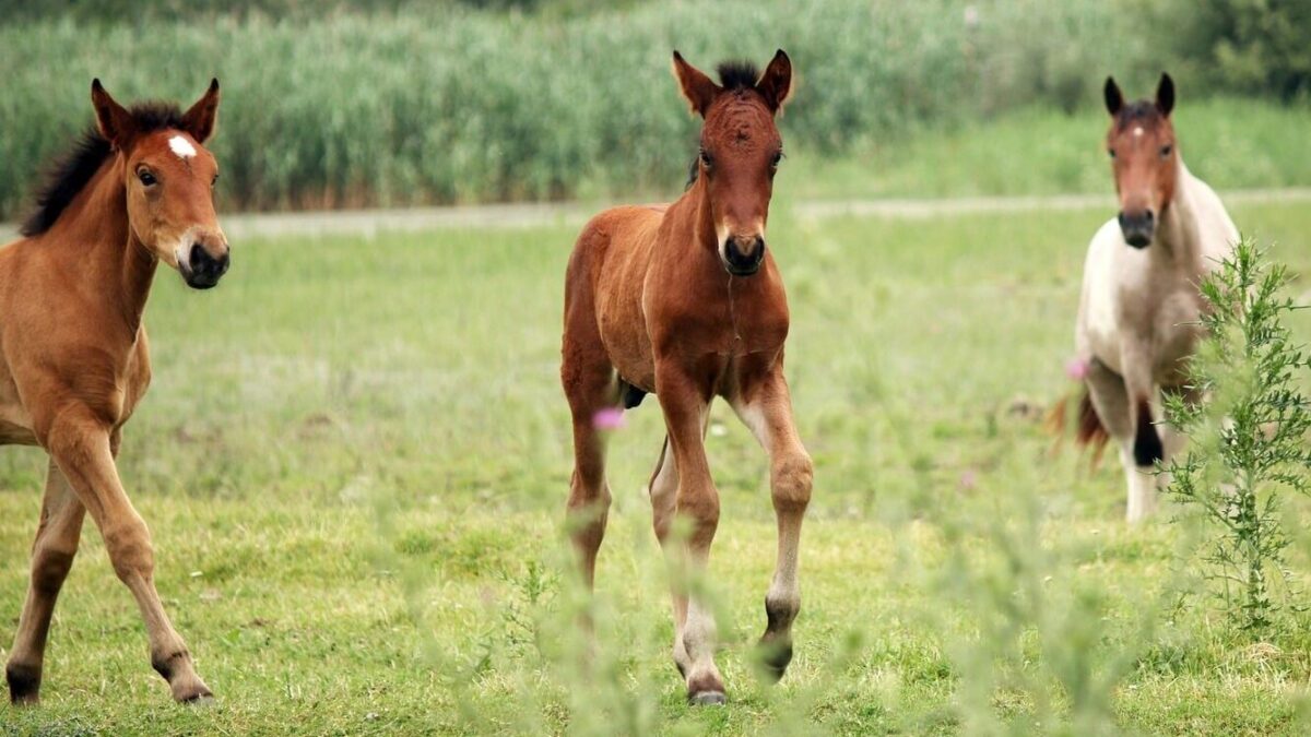 Essential Horse Breeding: Comprehensive Guide For Beginners