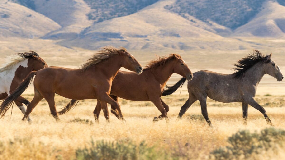 Equine Speed Mechanics: A Guide To Fast Horses
