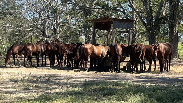 Essential Horse Breeding: Comprehensive Guide For Beginners
