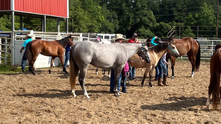 The Blue Roan Horse: Traits, Breeds, And Care Guide