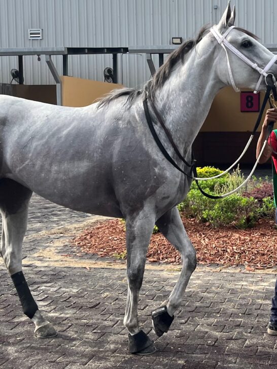 Famous Gray Horses: Legendary Grays Throughout History