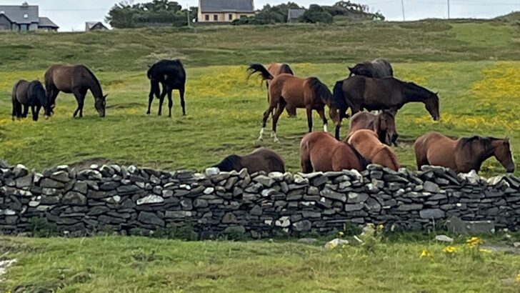 What Do Horses Eat? An Equine Nutrition Guide