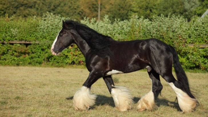 The Shire Horse Breed: History, Characteristics, And FAQs.
