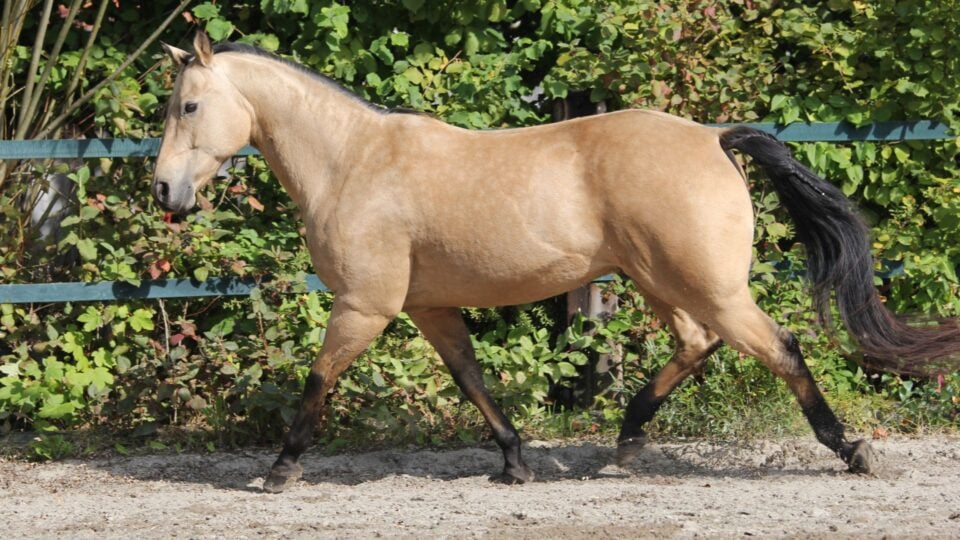 Horse Colors Guide: Shades, Patterns & Easy Identification