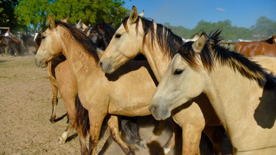 Buckskin Horse Guide: Colors, Genetics, Breeds & Care