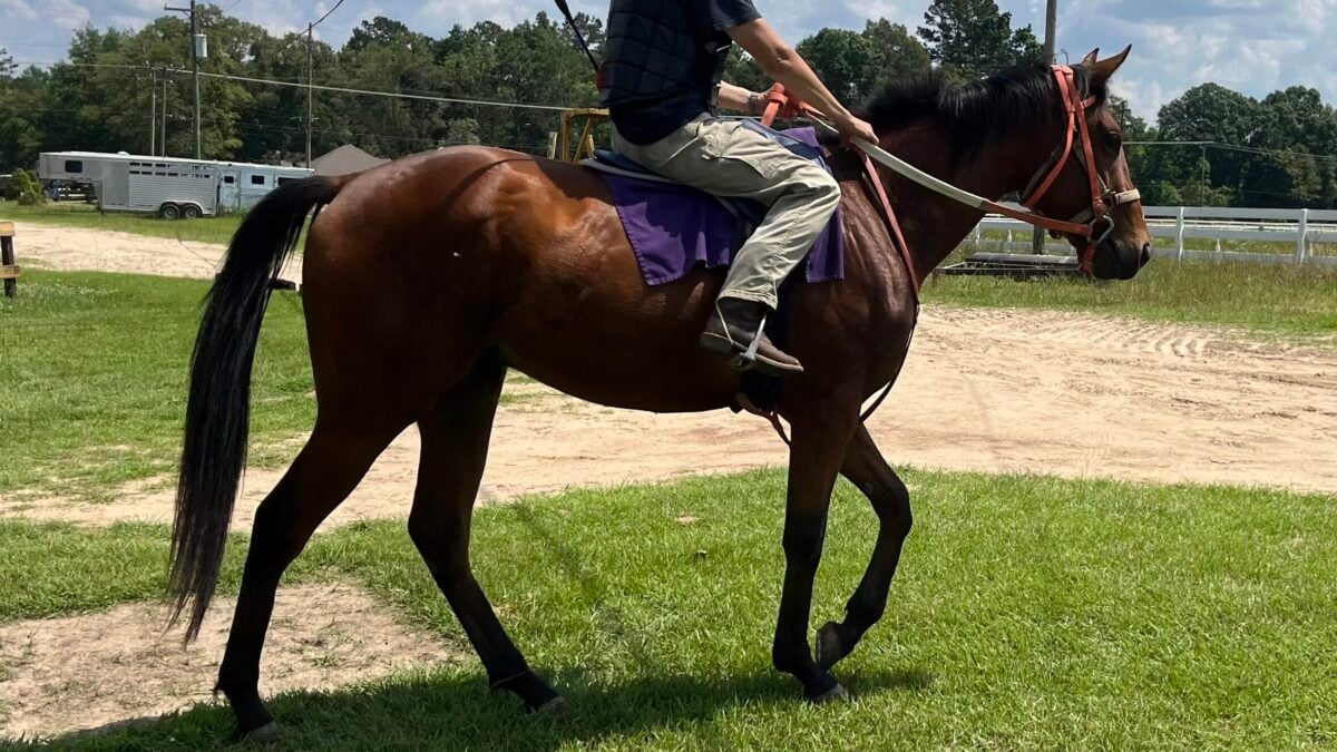 What Is A Bay Horse? Colors, Genetics & Identification