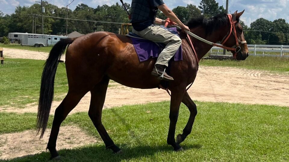 What Is A Bay Horse? Colors, Genetics & Identification