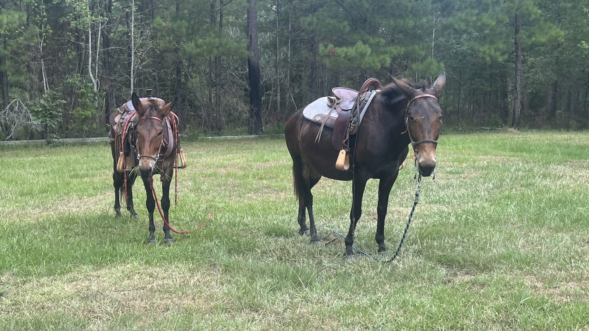 Why Use Hobbles And How To Put Them On Your Horse