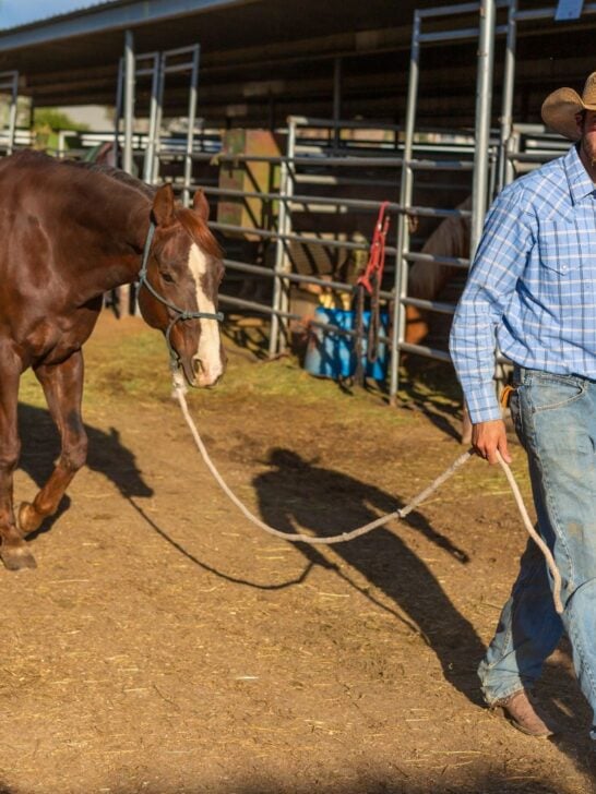 Discovering Piebald Horses: Striking Patterns And Colors