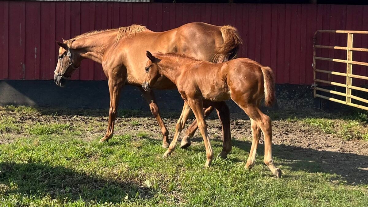 Breeding Racehorses. Traditional & Advanced Methods Explored