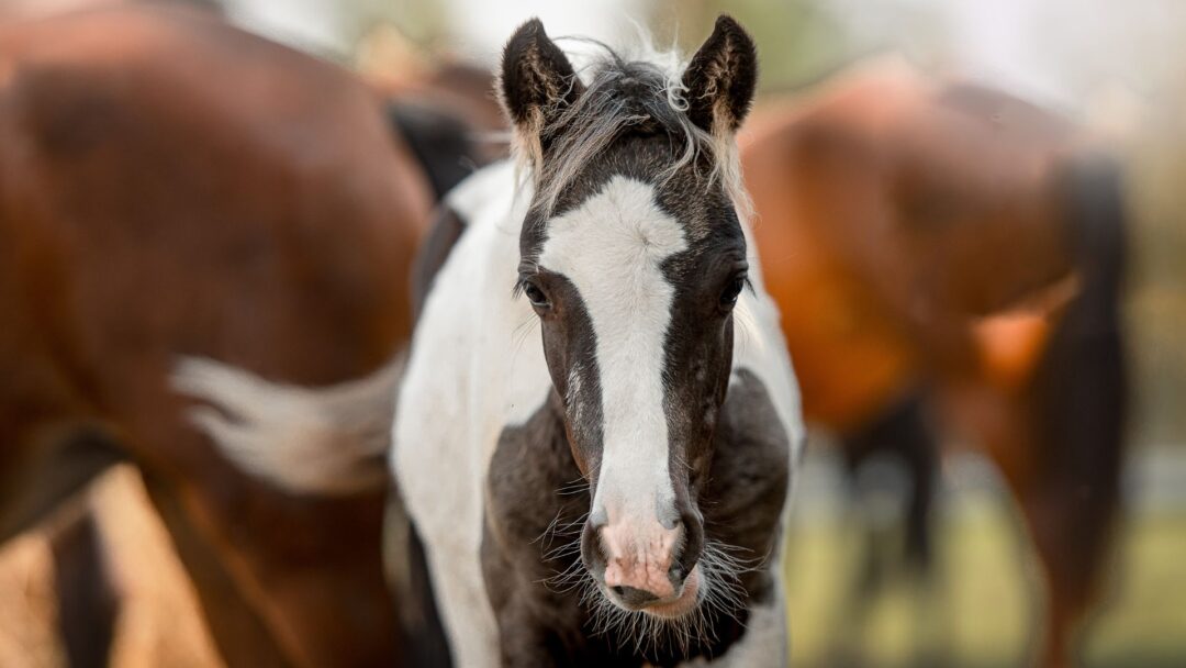 Discovering Piebald Horses: Striking Patterns And Colors