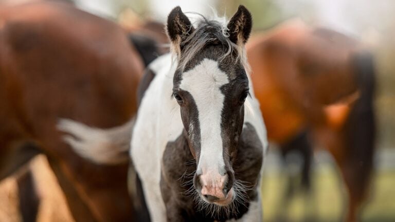 Discovering Piebald Horses: Striking Patterns And Colors