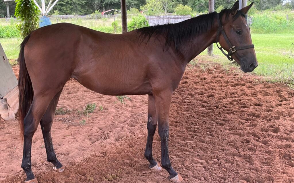 237 Cute Female Horse Names For Your Filly Or Mare.