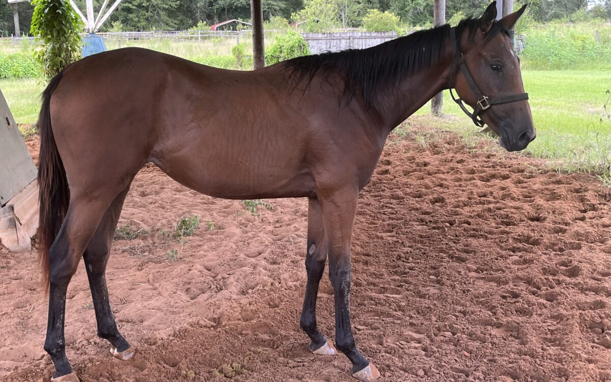 237 Cute Female Horse Names For Your Filly Or Mare.