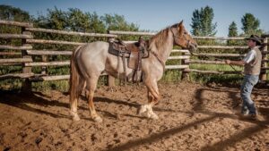 Roan Horse Guide: Blue, Red & Bay Colors, Genetics & Care