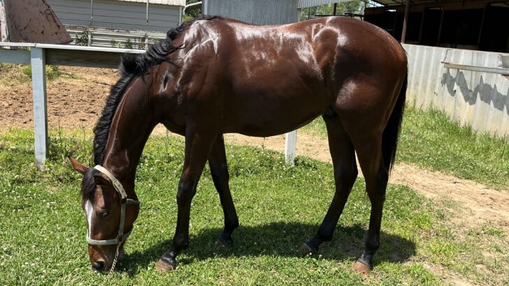 Equine Care: Over-the-Counter Meds You Can Give A Horse