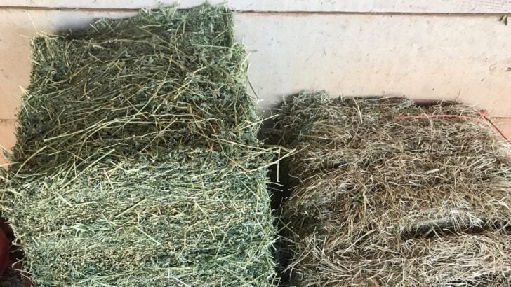 Hay Alternatives For Horses: Pellets, Cubes, And Silage