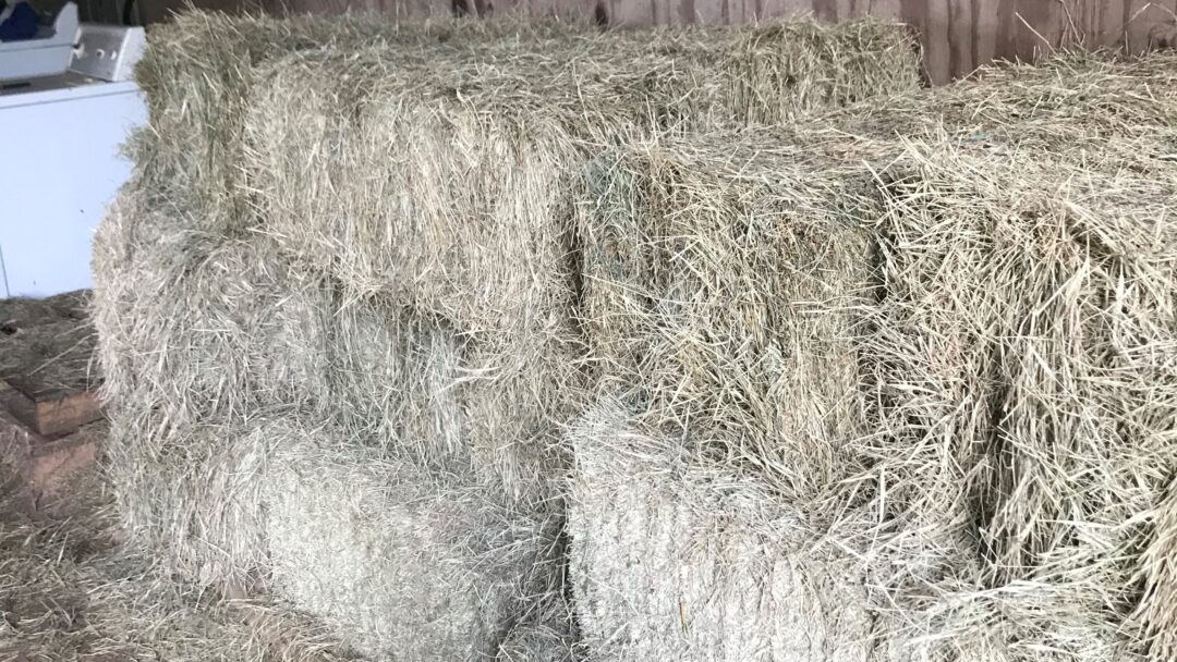 The Best Hay For Senior Horses: A Complete Feeding Guide