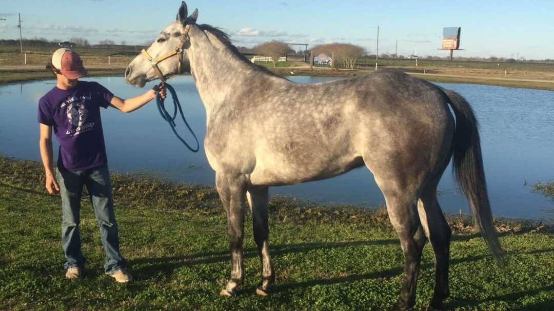 Appendix Quarter Horse Guide: Speed & Registration