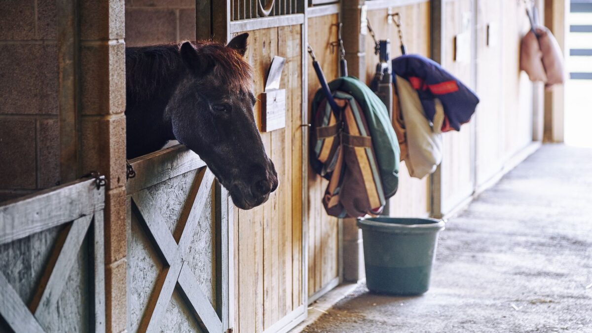 Budget-Friendly Horse Stable: Cost-Effective Building Tips Test Horse ...