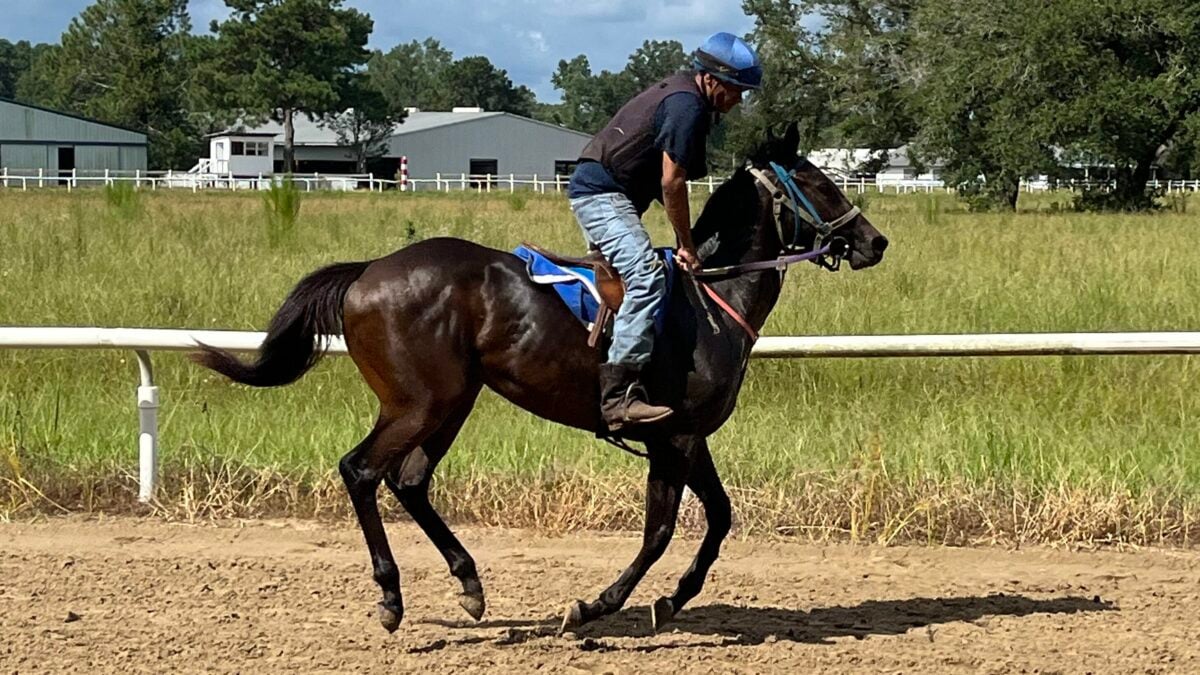 What Is A Bay Horse? Colors, Genetics & Identification