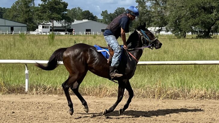 Equine Speed Mechanics: A Guide To Fast Horses