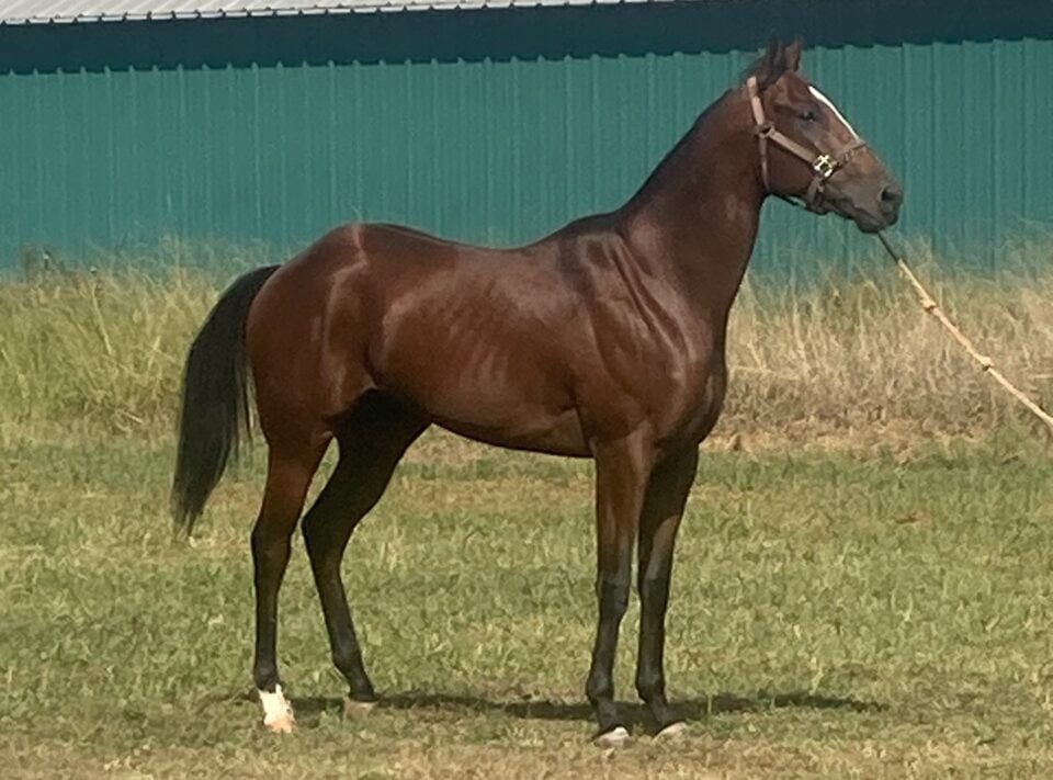 The Differences Between Bay And Chestnut Horses: A Guide.