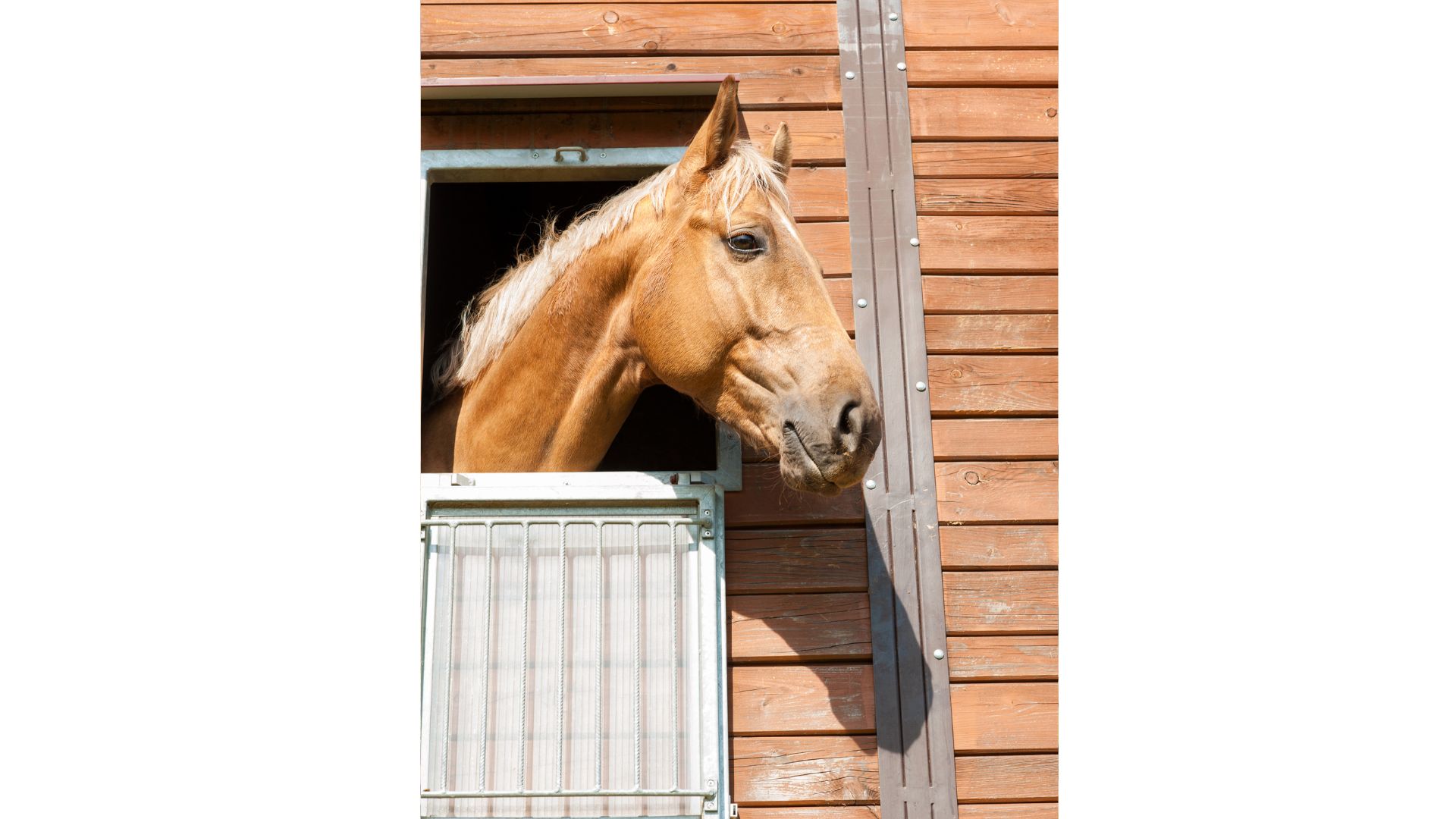 Horse Colors Explored: The Equine Dilution Genes