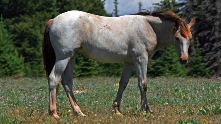 The Basics Of Horse Color Genetics: Decoding Equine Colors